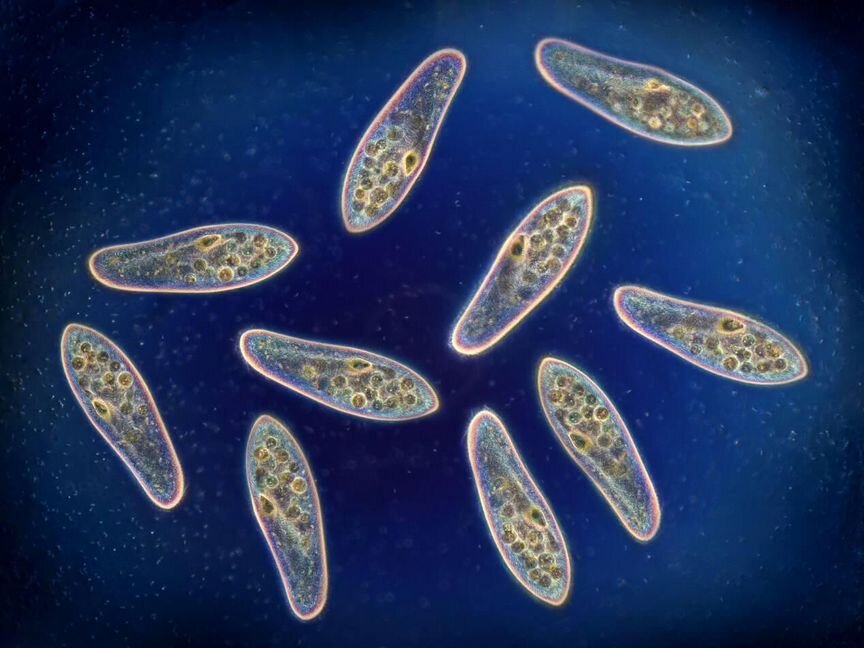 Инфузория, гриндальский червь, дафния мойна