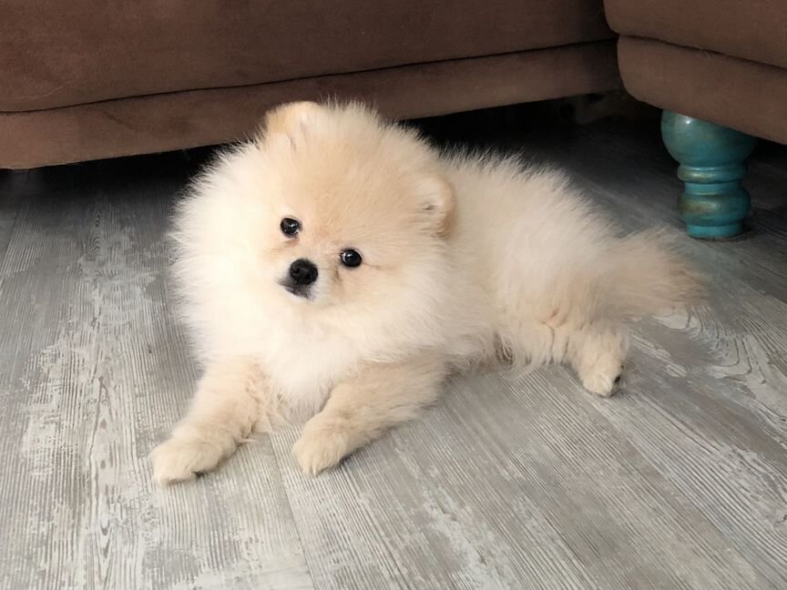 Щенок шпица