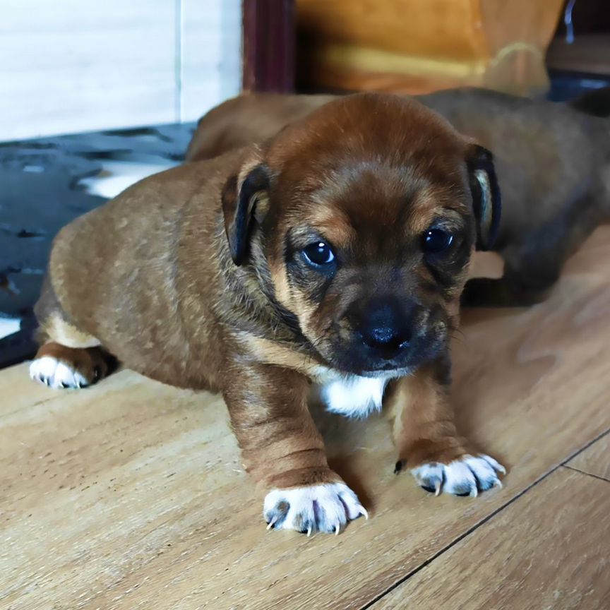 Джек-рассел-терьер, щенок