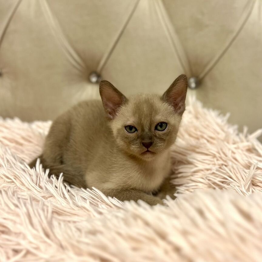 Бурманские котята шоколад