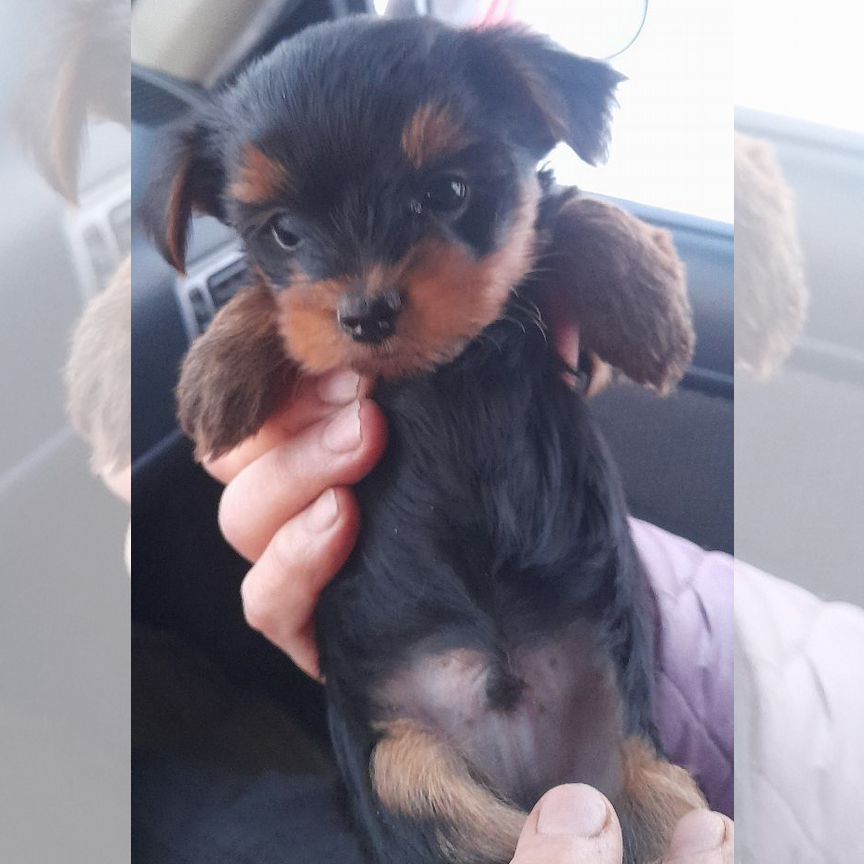 Йоркширский терьер, щенок