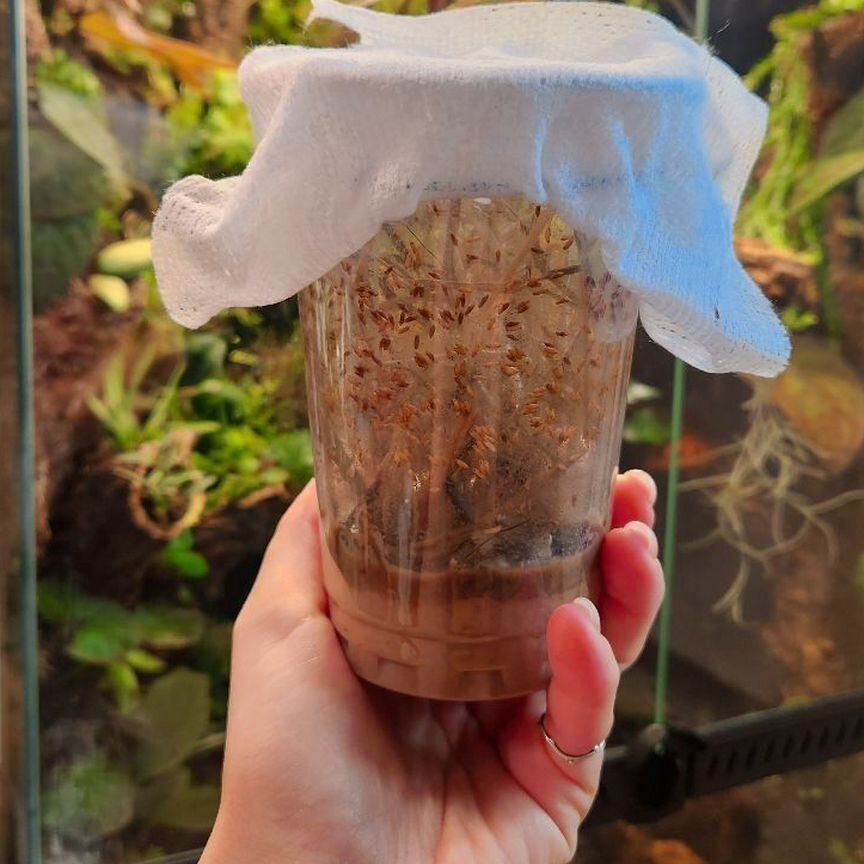 Муха дрозофила меланогастер