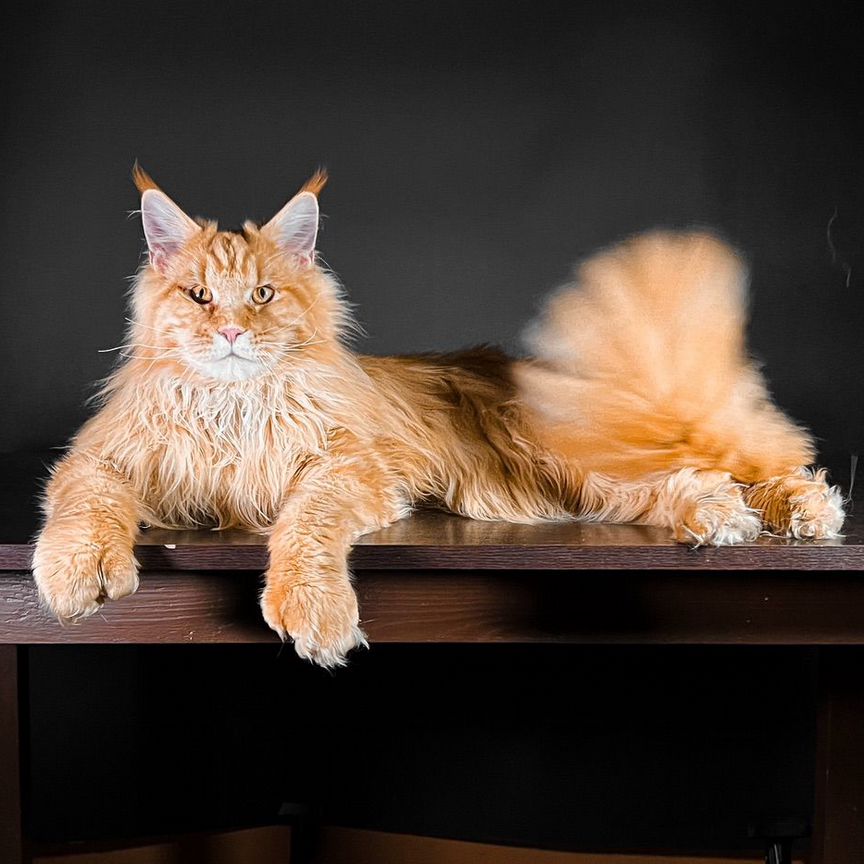 Мейн-кун котёнок