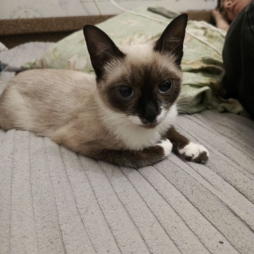 Красивая девочка