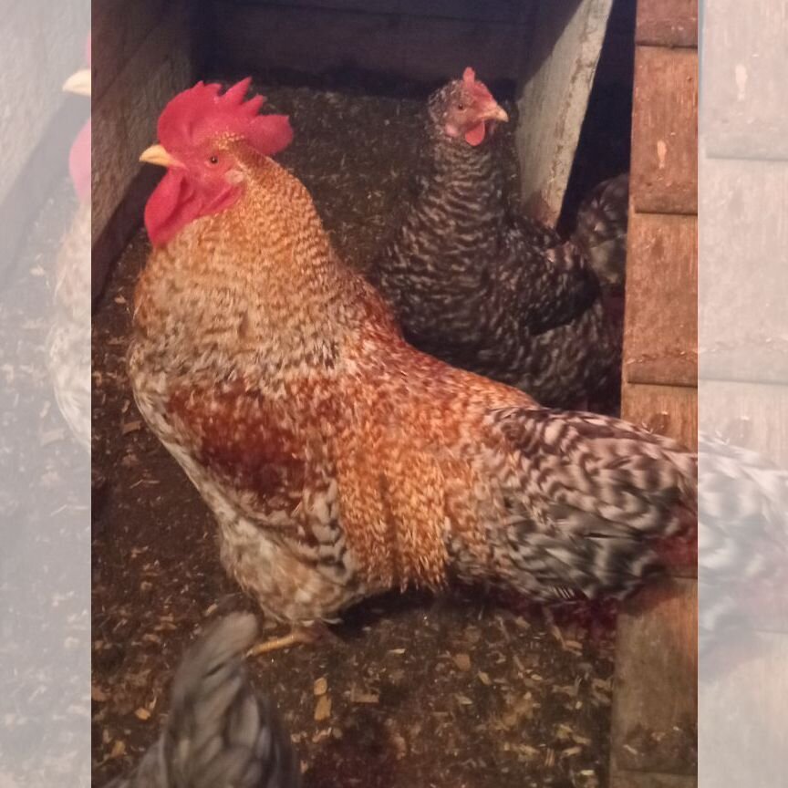 Петух, Билефельдер