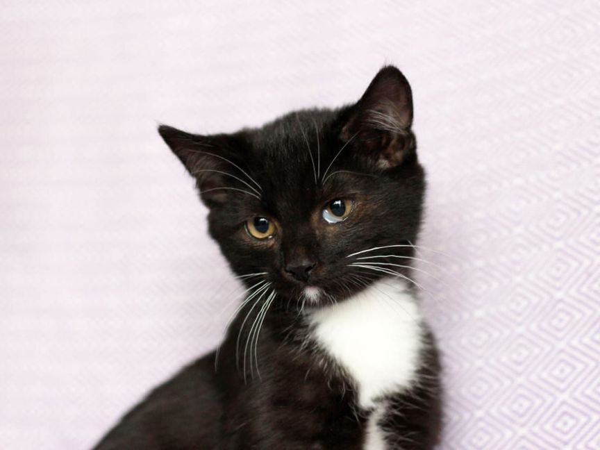 Котёнок, кот, кошка в добрые руки