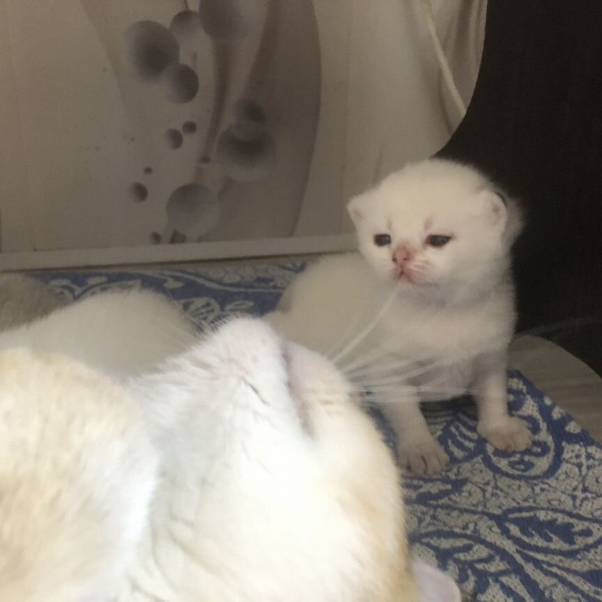 Которебенок