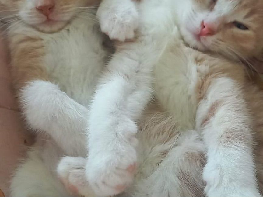 Маленькие рыжики