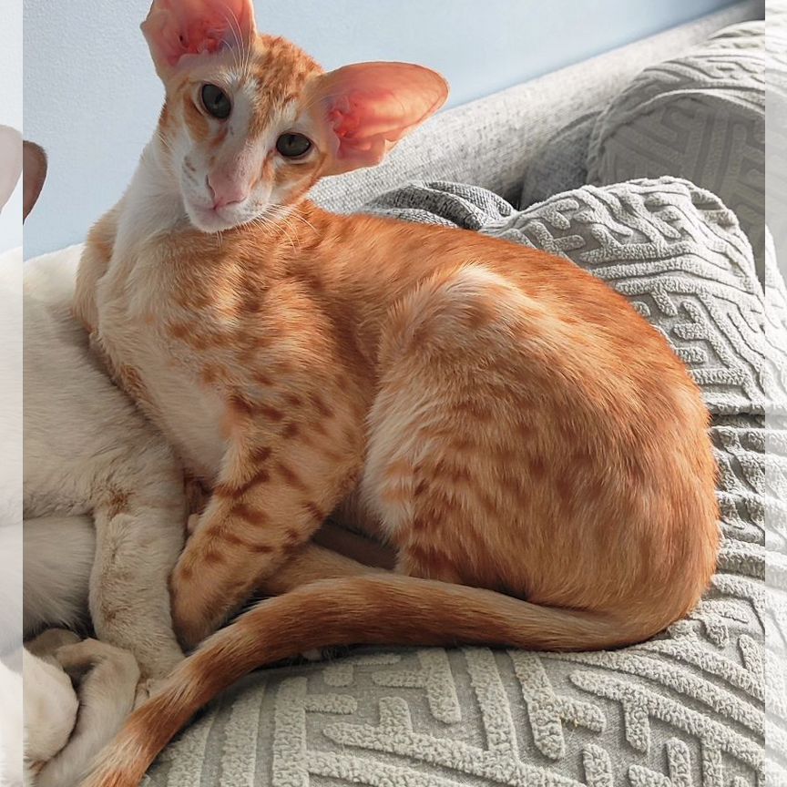 Ориентальный котёнок