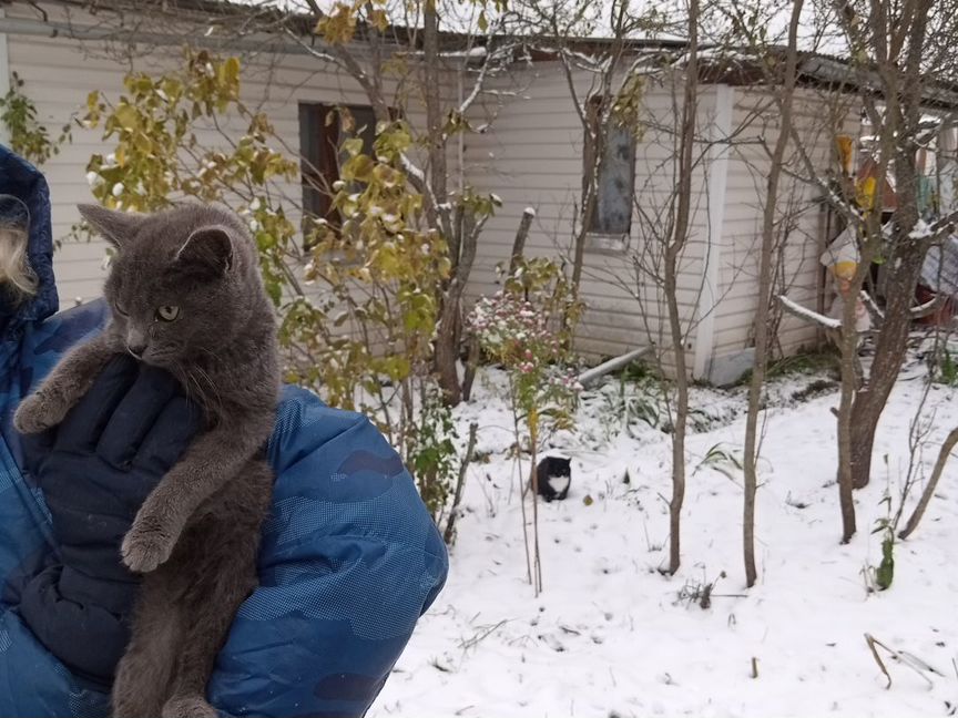 Котята отдам в добрые руки бесплатно