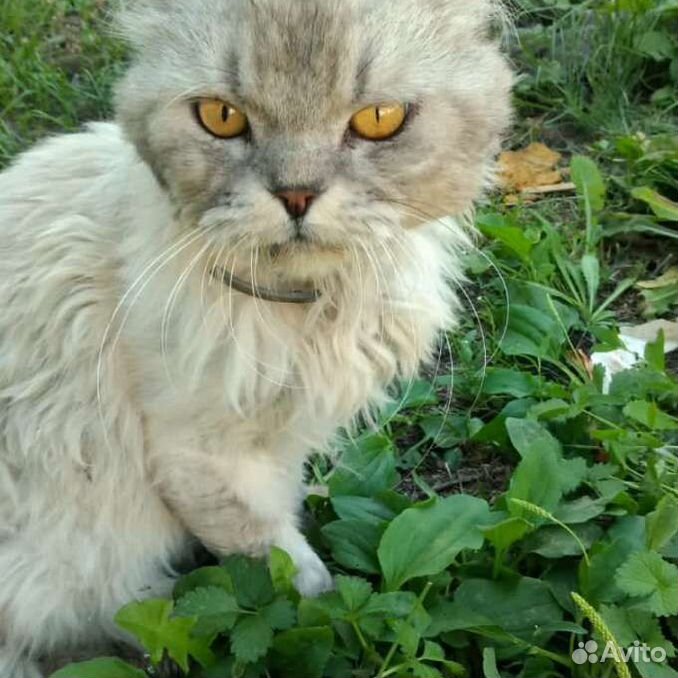 Найден кот. Авиастроительный