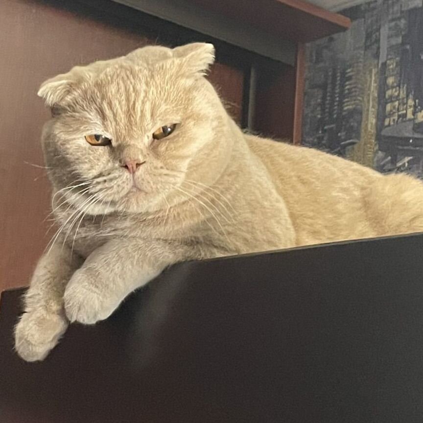 Британский вислоухий кот