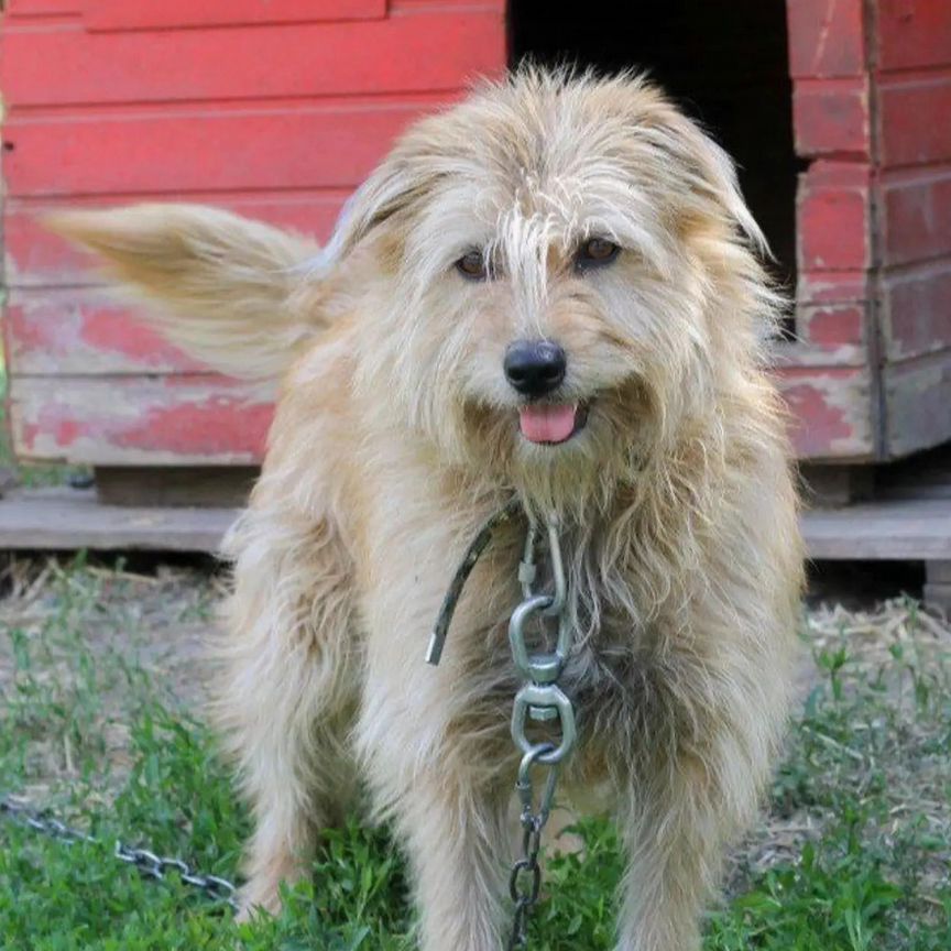 Энергичная Элька