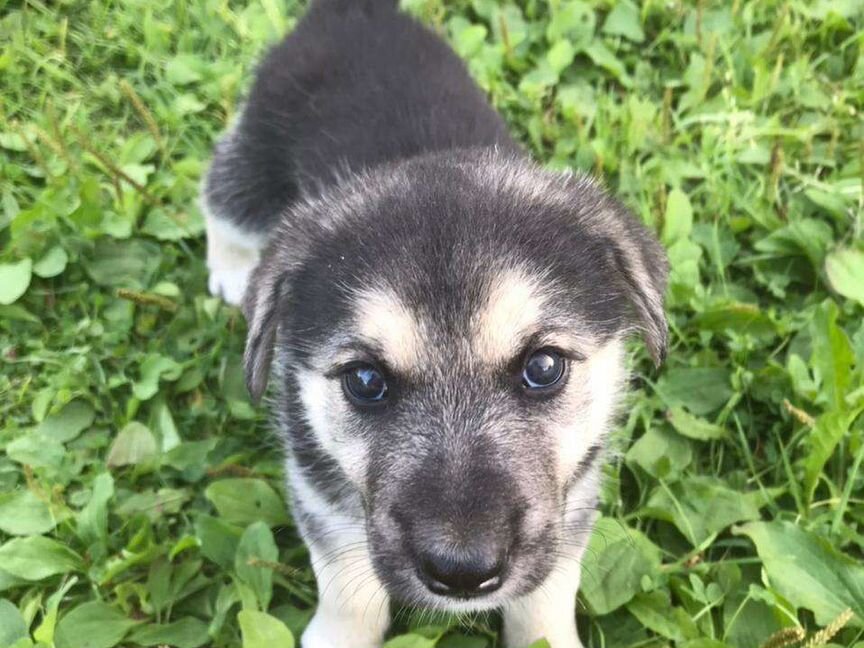 Щенки очаровашки