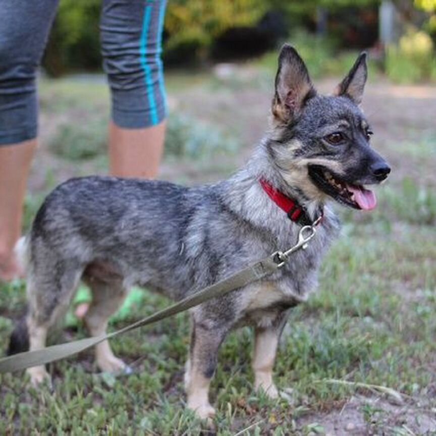 Небольшая собака Тая в добрые руки