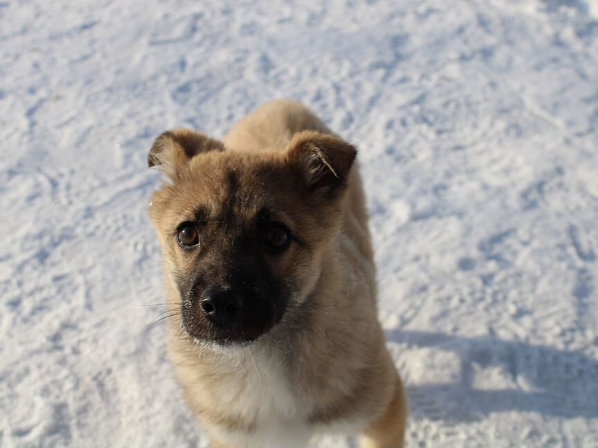 Щенок Отдам в добрые руки