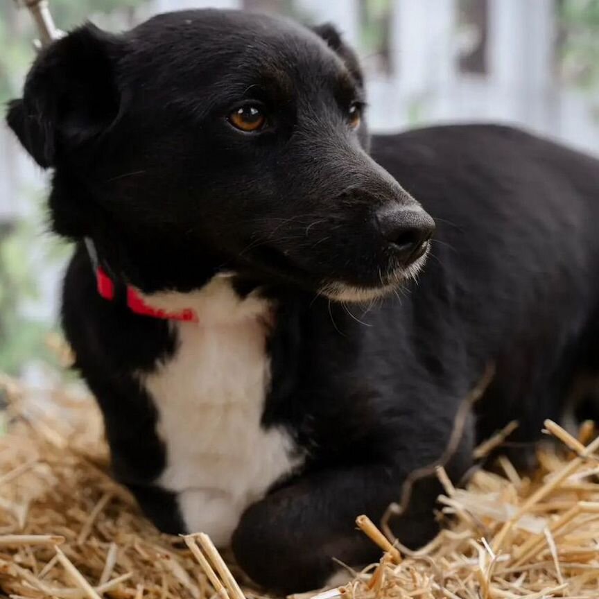 Взрослый пёс в добрые руки