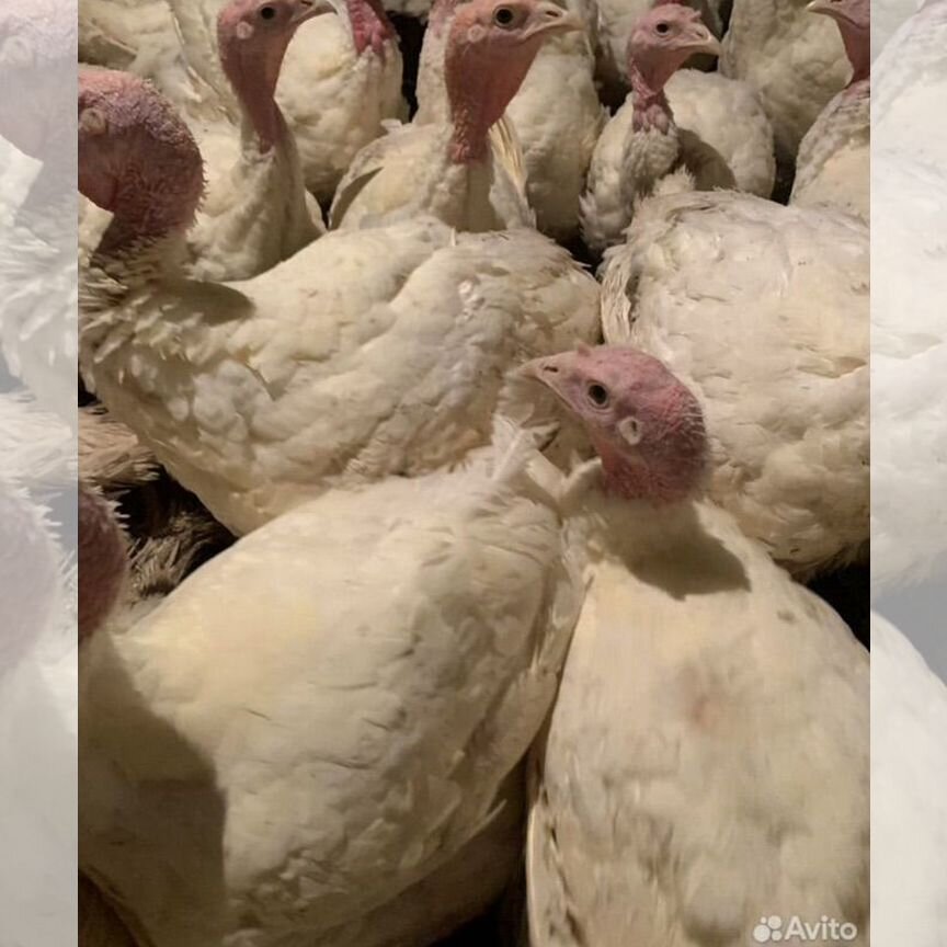 Индюки индейки