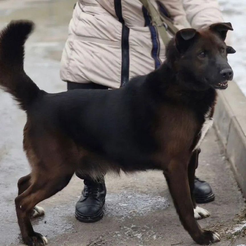 Взрослая собака в добрые руки