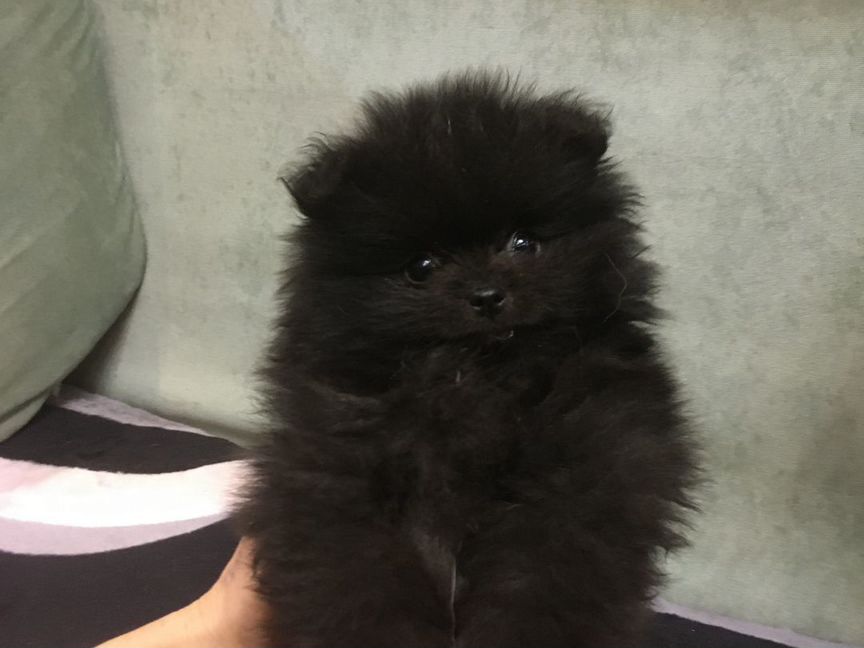 Щенки померанского шпица