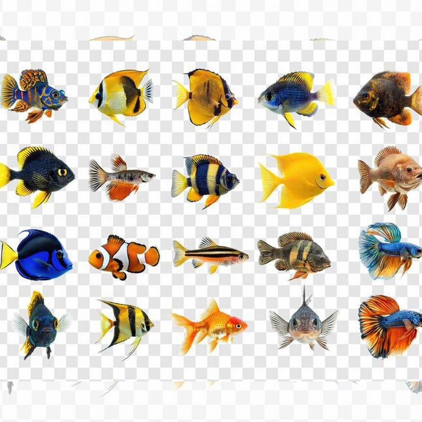 Аквариумные рыбки