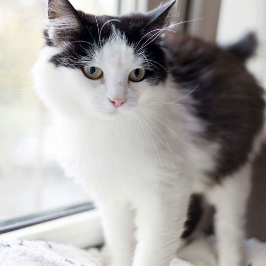 Взрослая, Девочка кошка в добрые руки