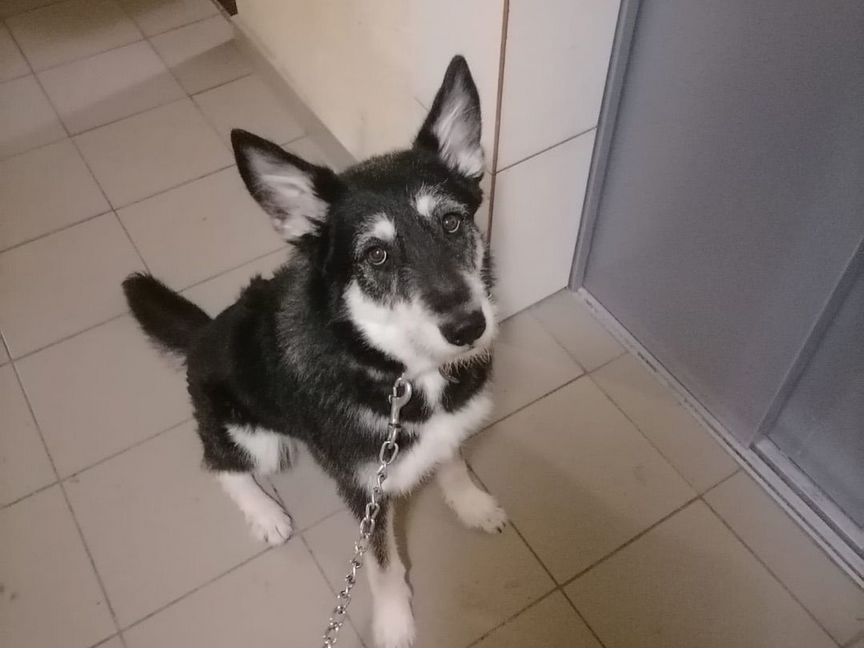 Собака в добрые руки