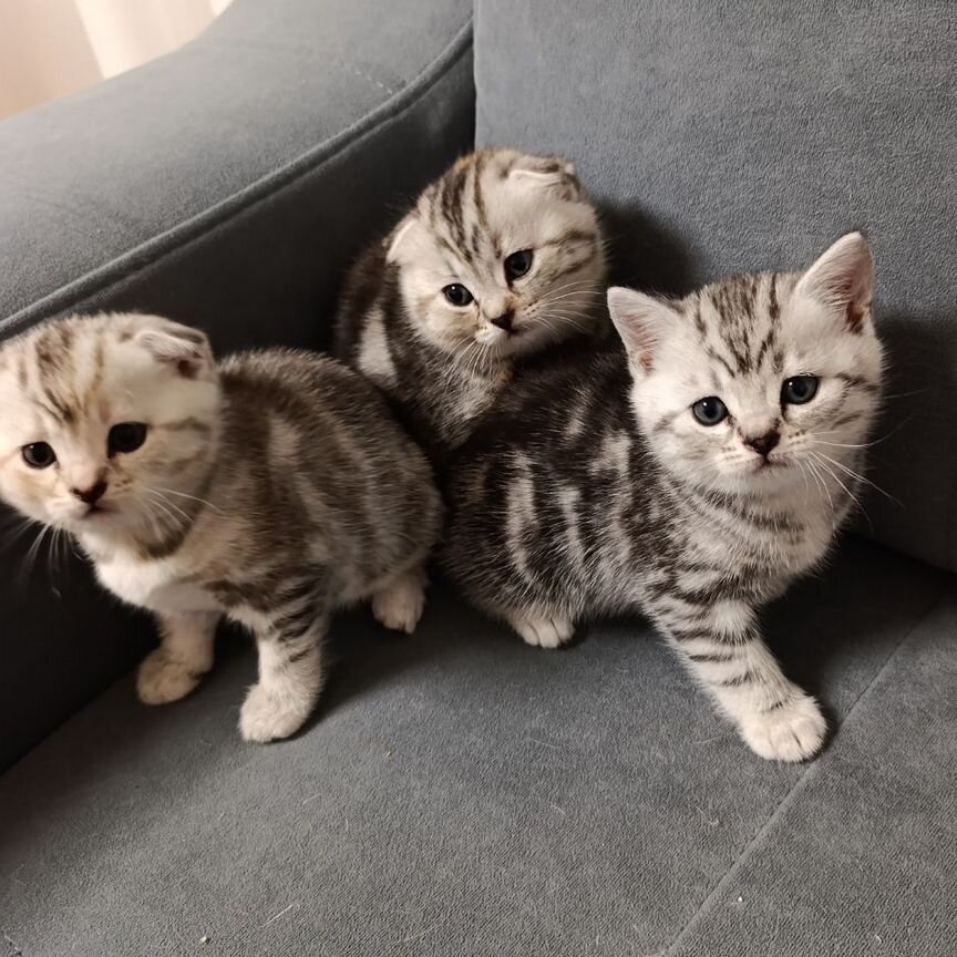 Шотландский вислоухий короткошёрстный котёнок