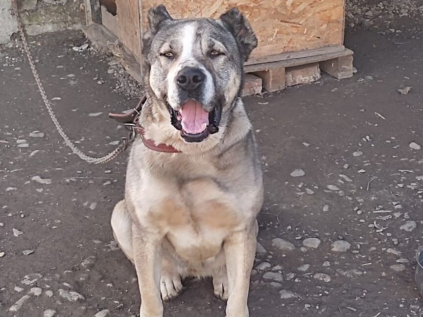 Кавказский волкодав