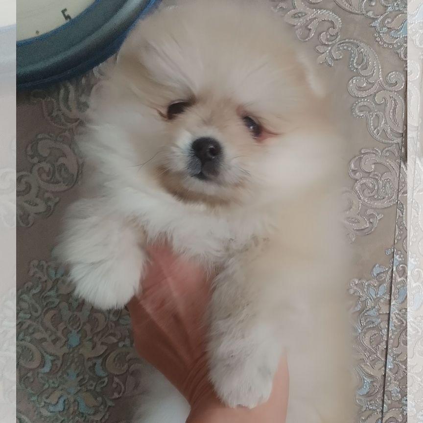 Померанский шпиц, щенок