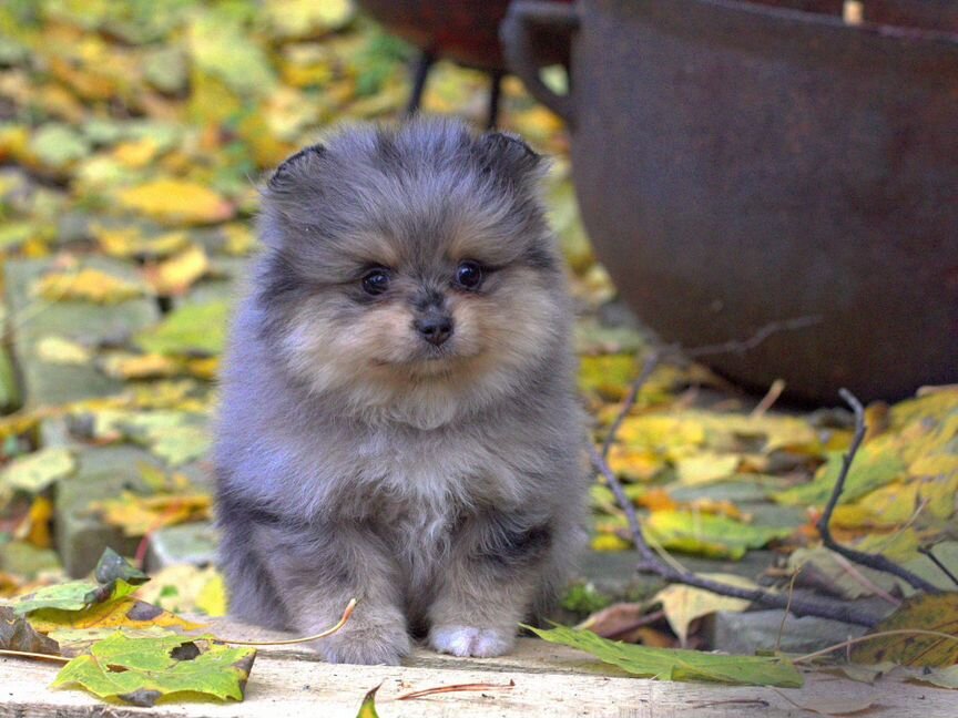 Померанский шпиц мраморный