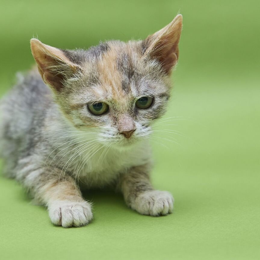 Кошечка Бесси, 2 мес. В добрые руки