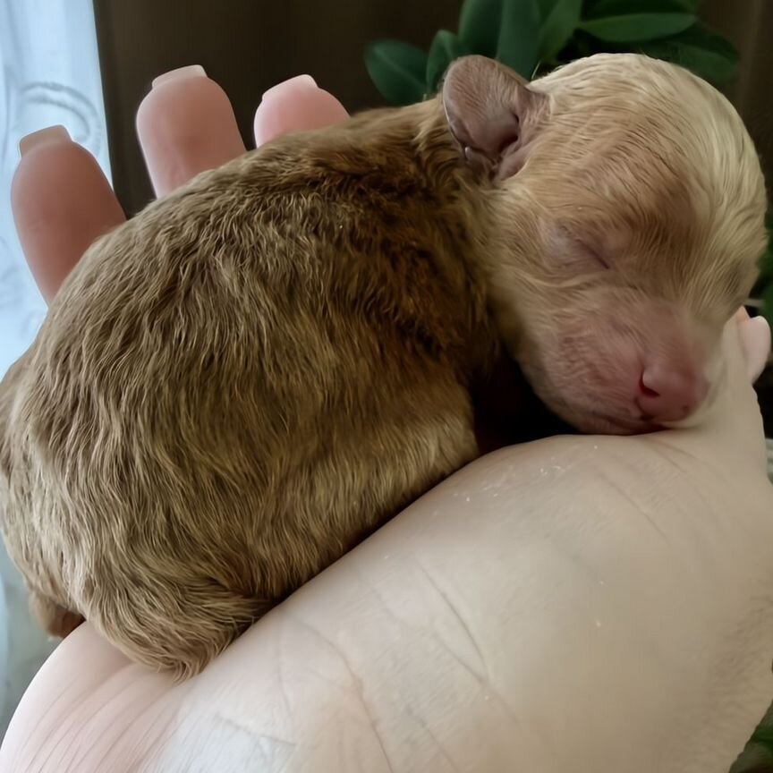 Той-пудель, щенок