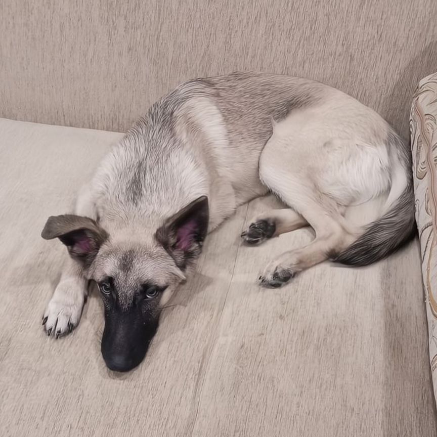 Бельгийская овчарка, щенок