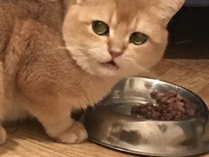 Вязка с британским котом