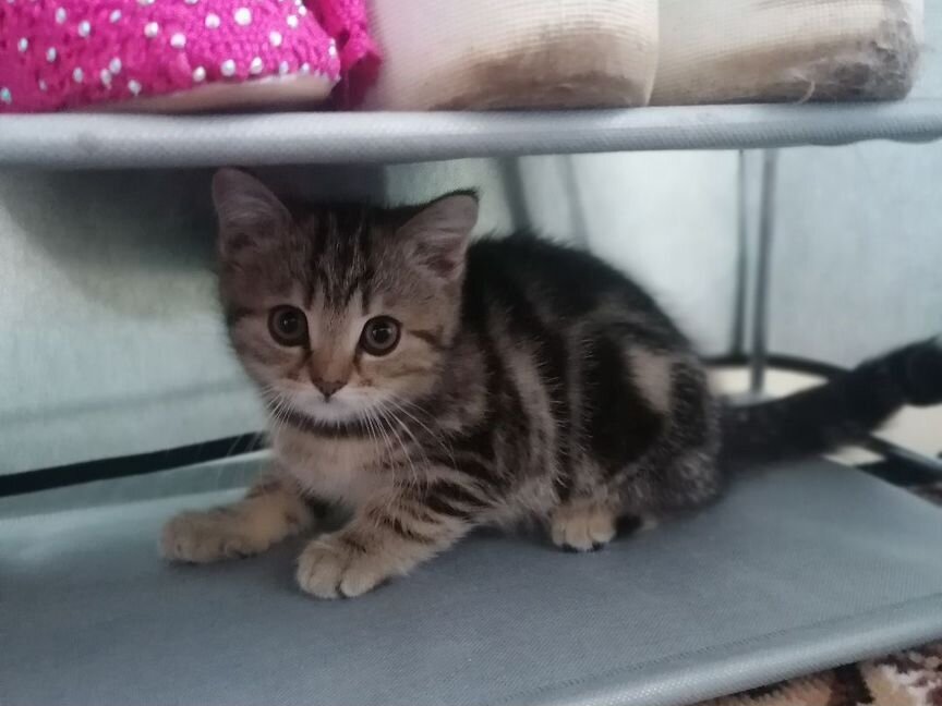 Кошка