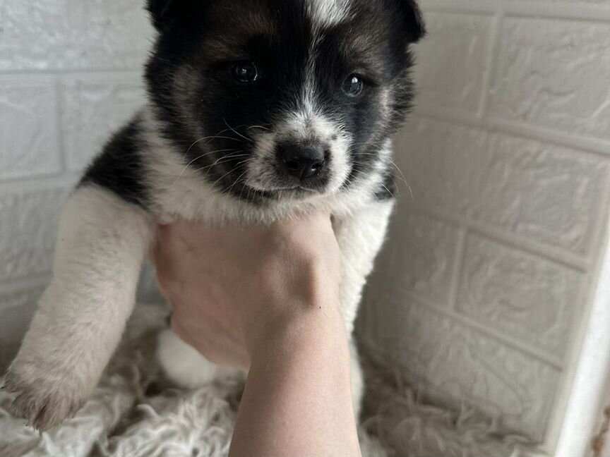 Щенки акита