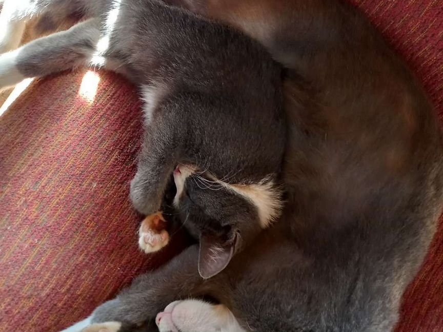 Котята ищут дом