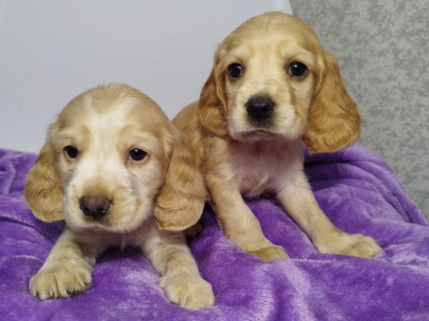 Кокер спаниель