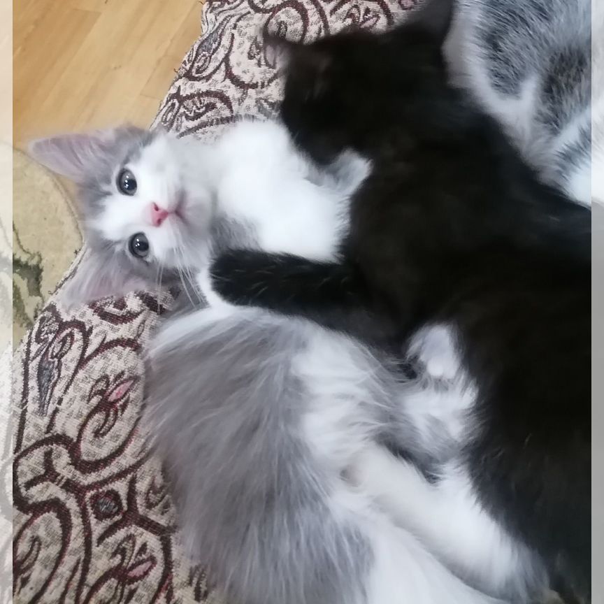 Котёнок в добрые руки