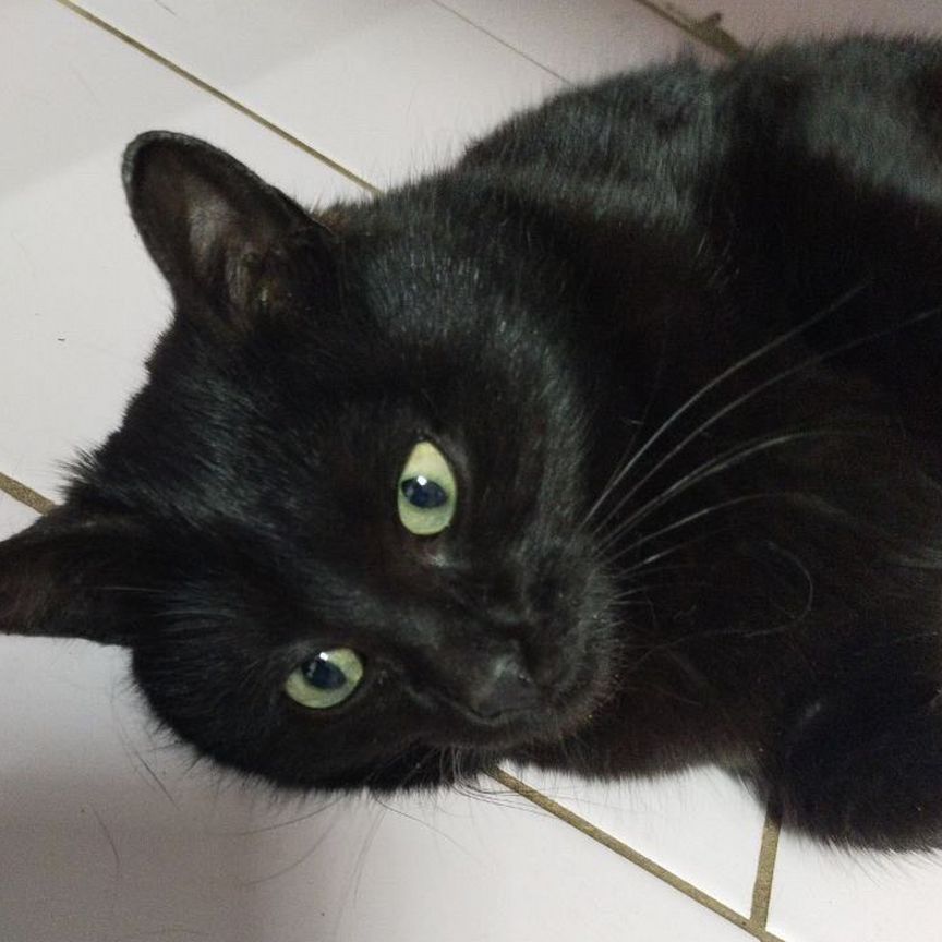 Взрослая, кошка в добрые руки