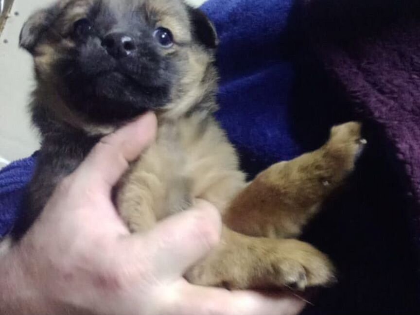 Щеночек в добрые руки