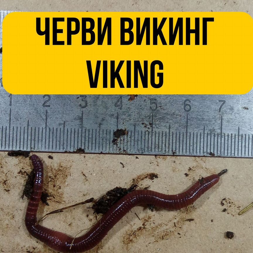 Калифорнийские дождевые черви Викинг мини семья