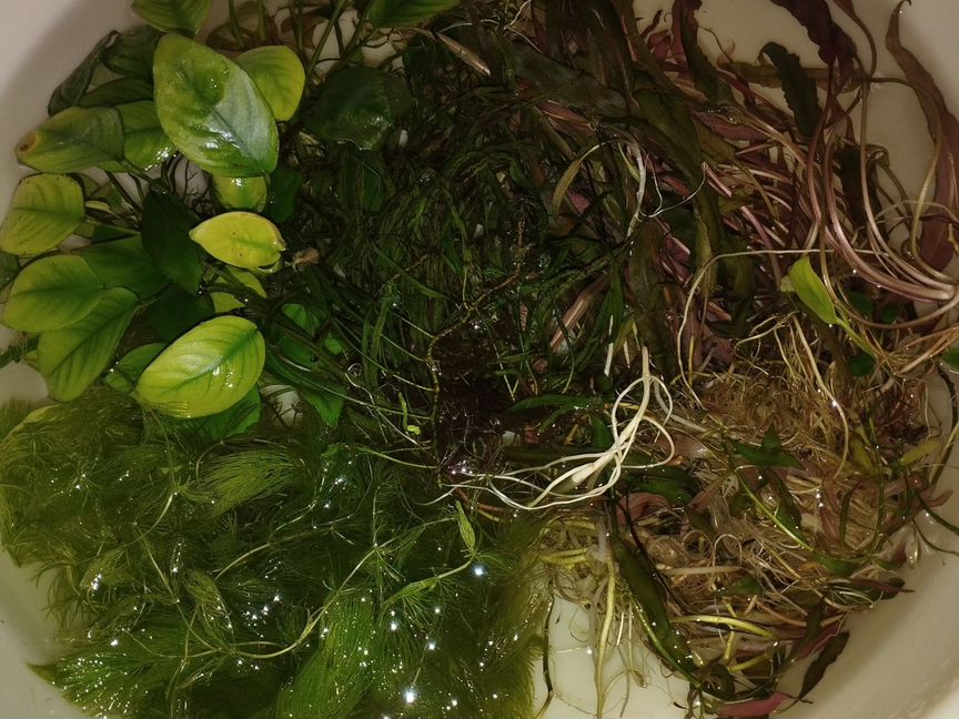 Отдам бесплатно