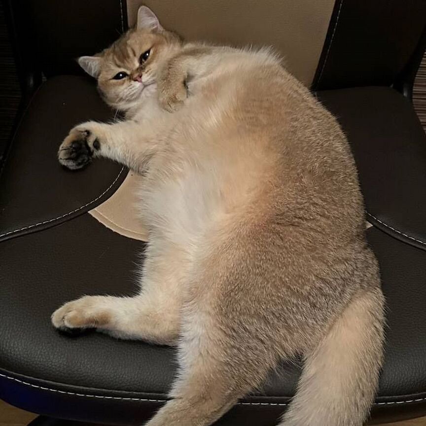 Золотая шиншилла 2.5 года