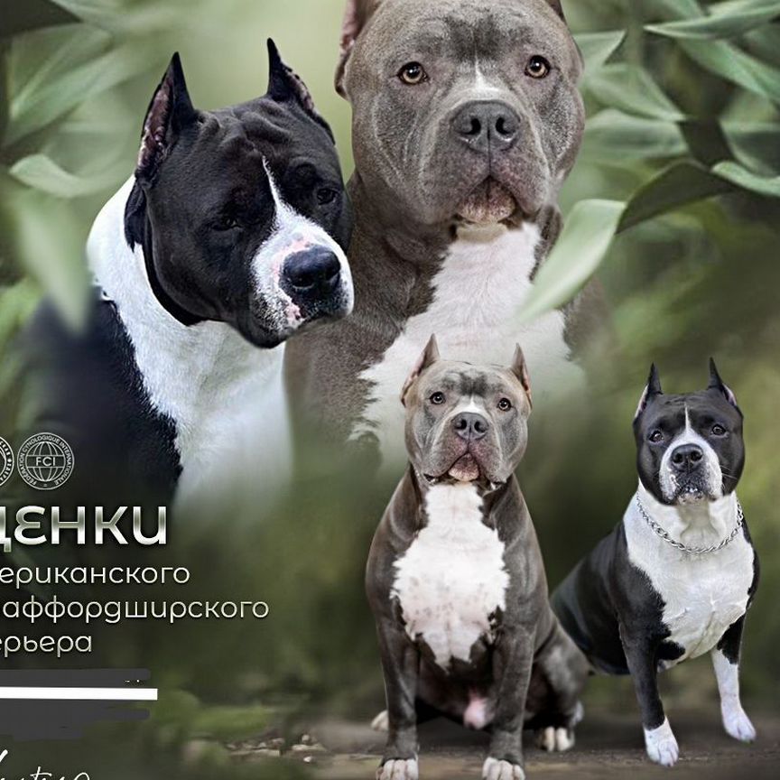 Шикарные малыши Амстаффтерьера