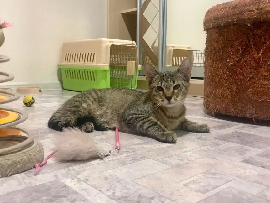 Костик