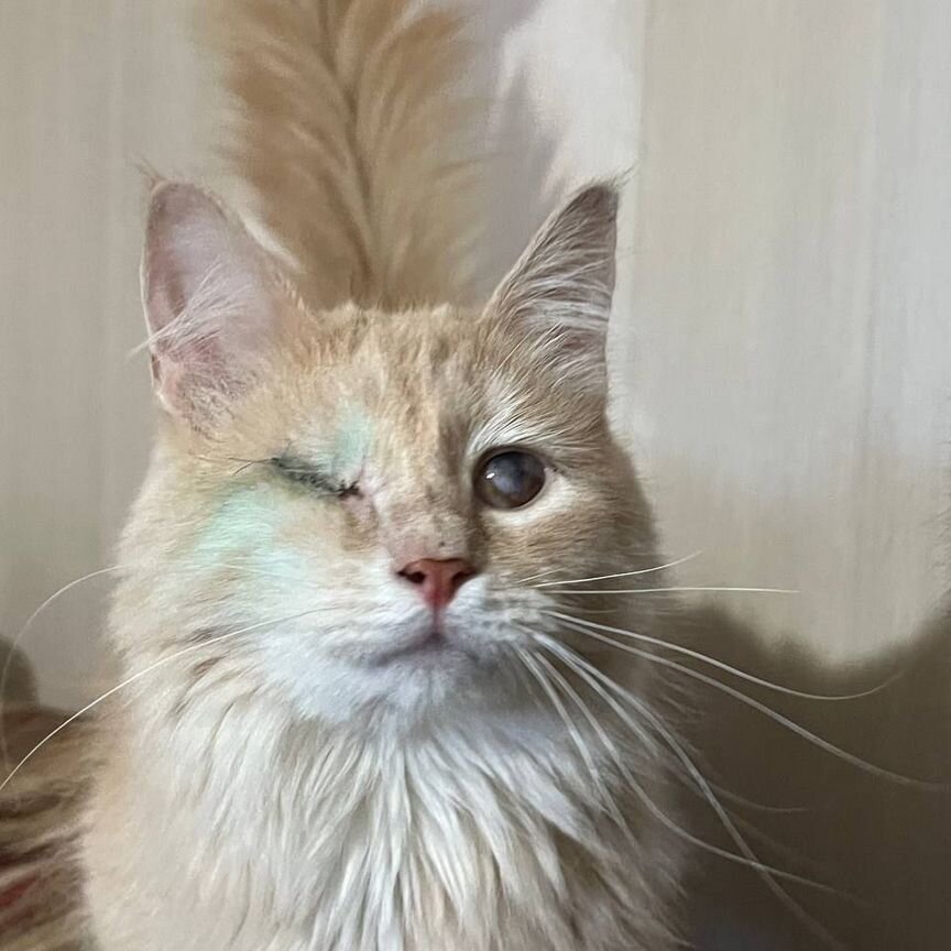 Полуслепой котик (из приюта)