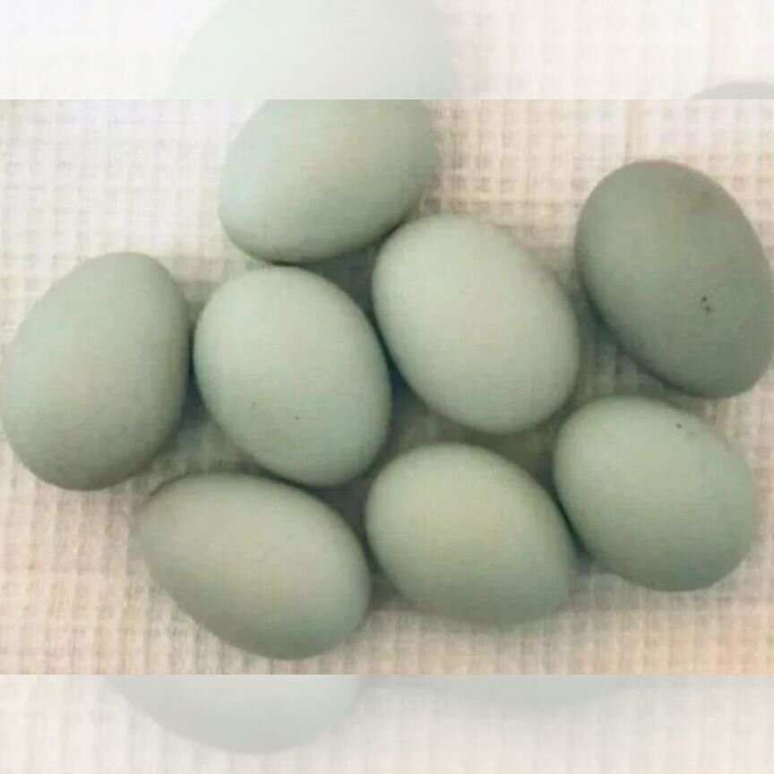 Инкубационное яйцо ухейилюй лакеданзи