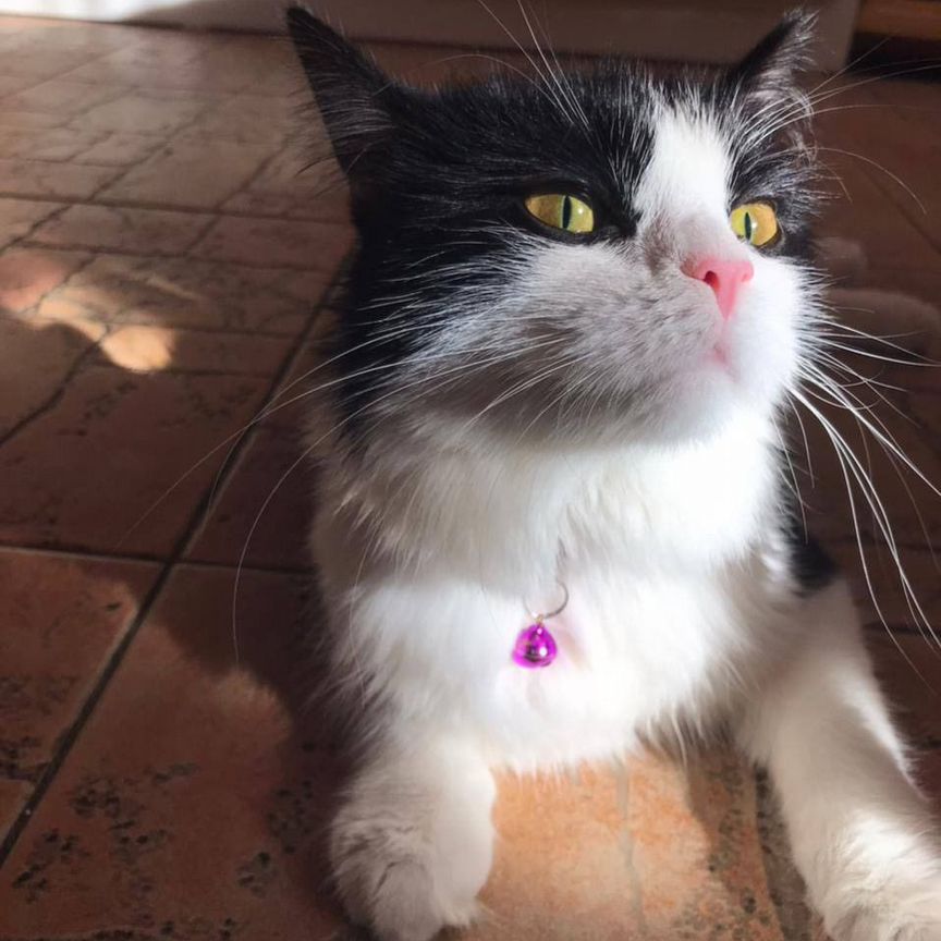 В добрые руки